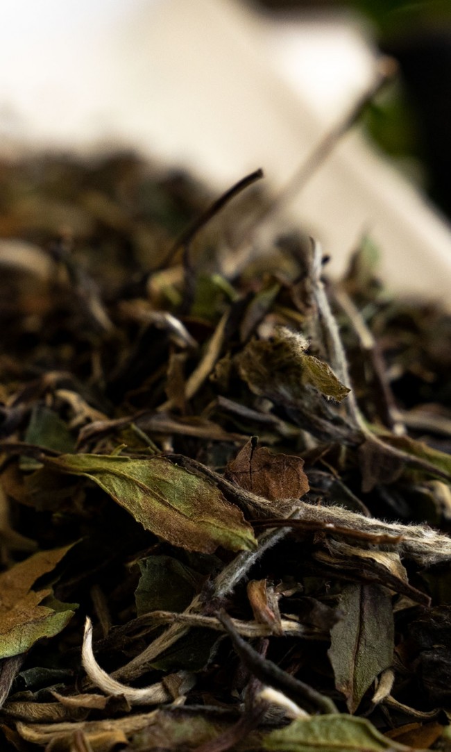 Beli Čaj CHINA PAI MU TAN - kava in čaji Italcrem